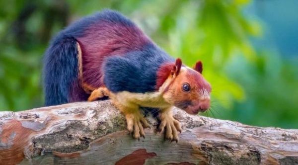 Revista Veterinaria Argentina » Ardilla gigante India, la del ...
