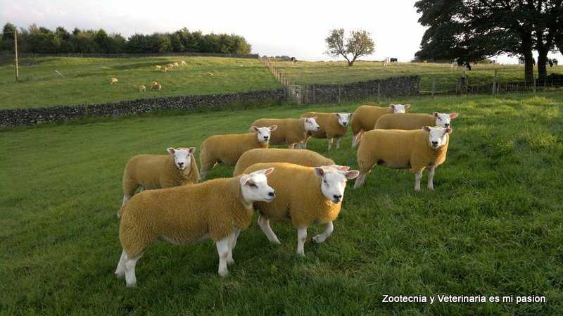 Revista Veterinaria Argentina » Diez Razones para Criar Ovejas Texel.